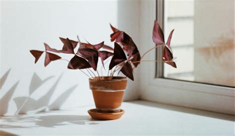 Flora Oxalis Triangularis Propagation A Step By Step Guide