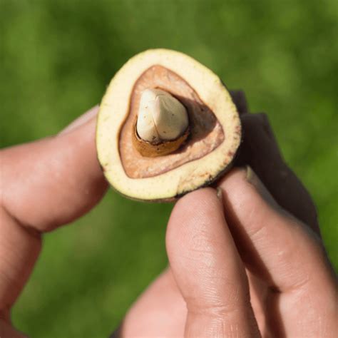 Sprouted Pili Nuts Cacao Himalayan Salt And Matcha Laird Superfood