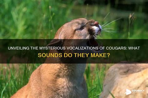 Unveiling The Mysterious Vocalizations Of Cougars What Sounds Do They Make Soundcy