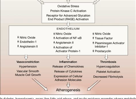 Endothelial Dysfunction In Diabetes Diabetes Mellitus Hyperglycemia Download Scientific Diagram