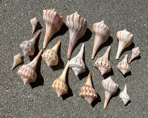 Florida Lightning Whelk Shells 17 Natural Seashells For Coastal Decor And Crafts Small Size