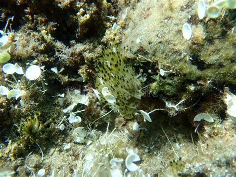 Cyanobacteria Marine Sludge Weed Or Brush Weed Symploca Hydnoides