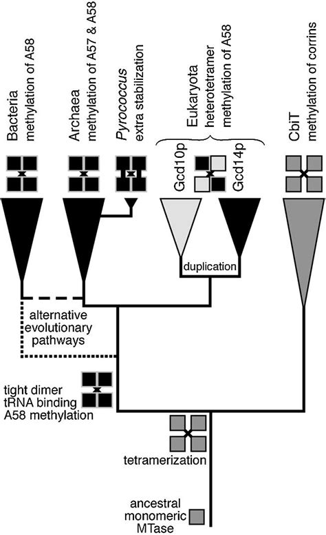 A Primordial Rna Modification Enzyme The Case Of Trna M1a