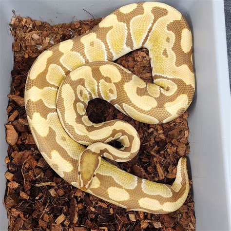 Ultramel Ball Python Traits Morphpedia