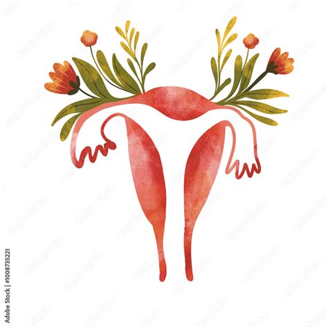 Hand Drawn Water Color Style Of Female Reproductive System Female