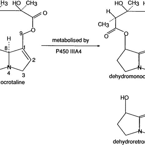 The Chemical Structure Of Monocrotaline And Its Metabolites Dhm And