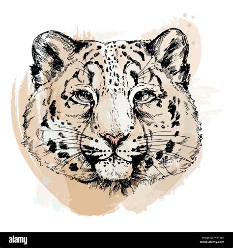 Hand Drawn Sketch Style Portrait Of Snow Leopard Isolated On White