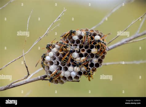 Nest Of Wasps Polist In The Grass Small View Of Wasp Polist Stock