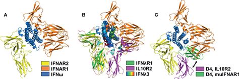 Frontiers The Role Of Structure In The Biology Of Interferon Signaling
