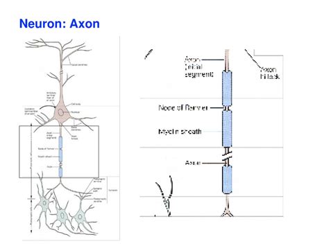 Ppt Lecture 2 Neuron Properties And Cellular Anatomy Powerpoint
