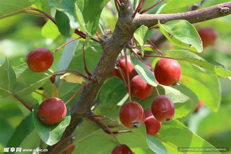 海棠果 摄影图水果生物世界摄影图库昵图网