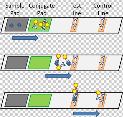 Lateral Flow Test Assay Aptamer Test Method Information Png Clipart