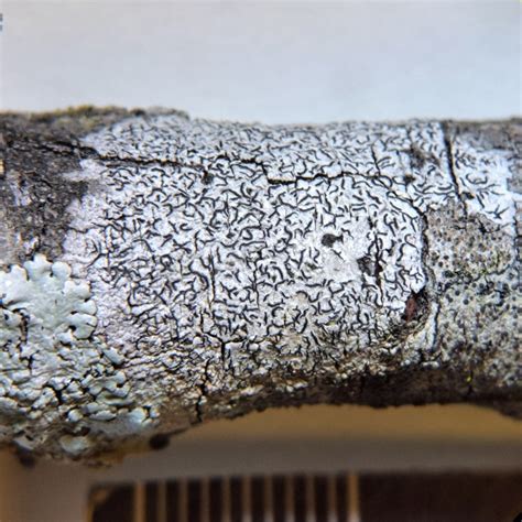 Lichens Of North Carolina