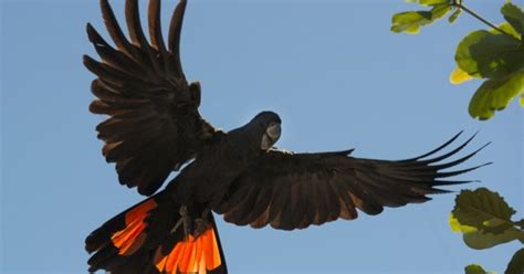 Red Tailed Black Cockatoo Palm Red Tailed Black Cockatoo Palm