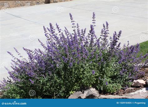 Purple Sage Salvia With Green Background Royalty Free Stock