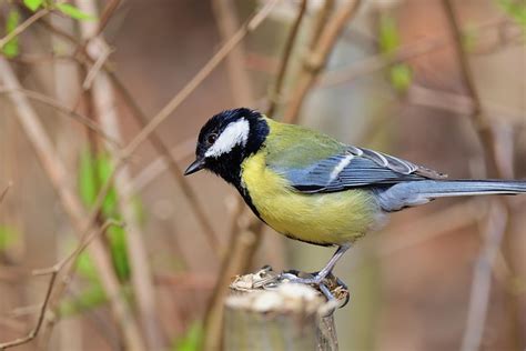 4 000 Free Granny Tit And Nature Images Pixabay
