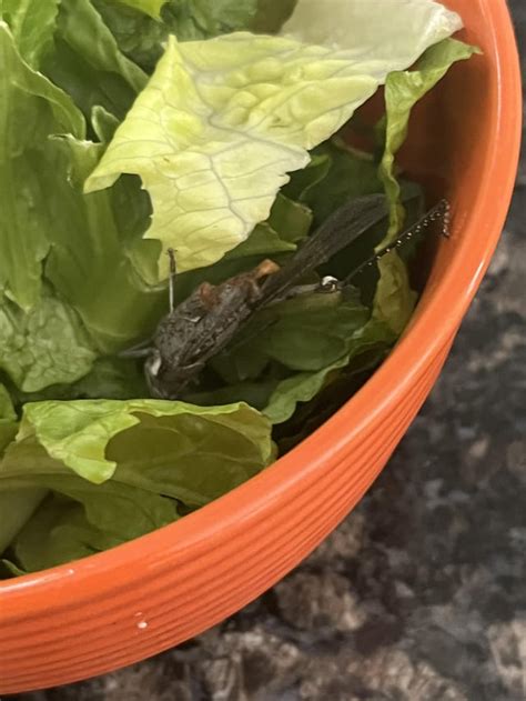My Squirrely Dan Hat Arrived Rletterkenny