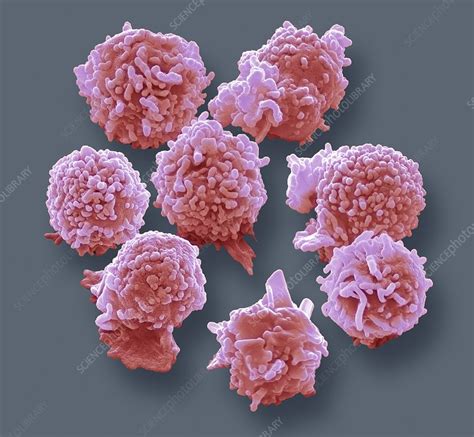 Granulocytes Sem Stock Image C048 9954 Science Photo Library