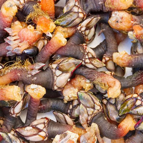 Percebes Recipe