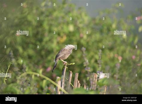 Wildlife Birds Mammals Insects Art Architecture Macro Landscape