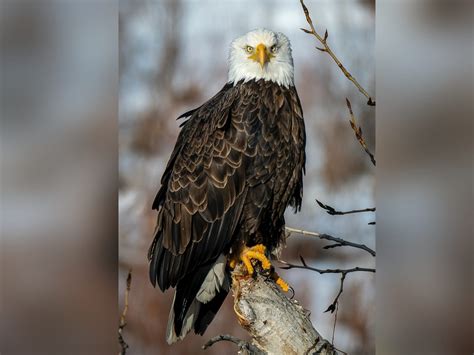 Bald Eagle Interesting Facts