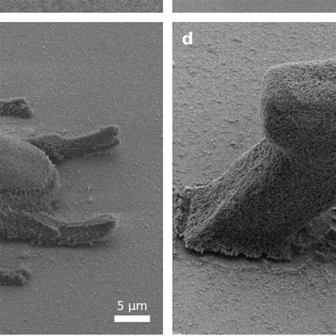 sem micrographs a printed lines revealing a micron resolution and a