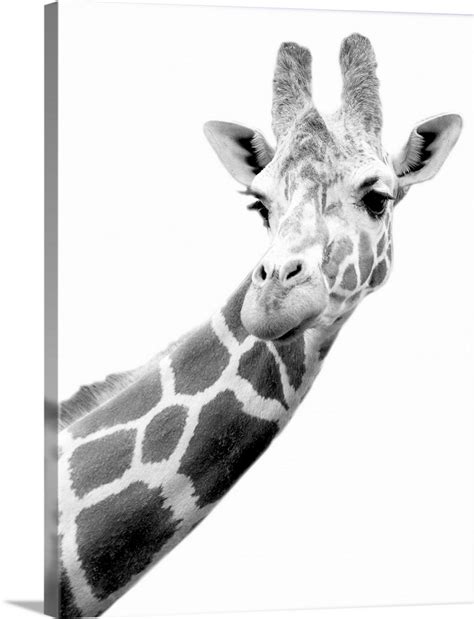 Giraffe Wall Art Black And White At Cody Learmonth Blog