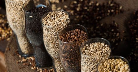 5 Types Of Barley To Use In Your Beer Recipe