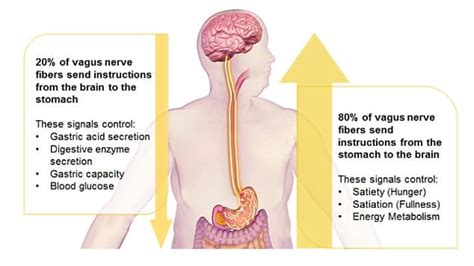 Vagus Nerve Function In Stomach