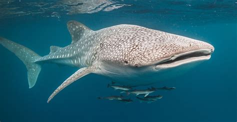 List Of 10 Largest Sharks In The World Ever Recorded