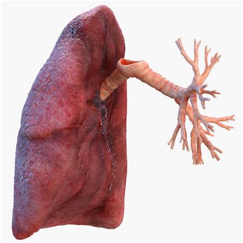 Bronchi 3d Model 79 3ds Dae Obj Unknown Fbx Blend Free3d
