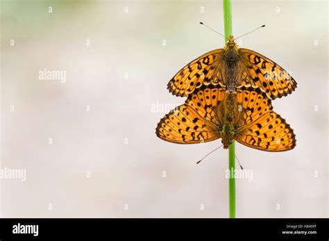 Lesser Marbled Fritillary Brenthis Ino Butterfly Pair Mating