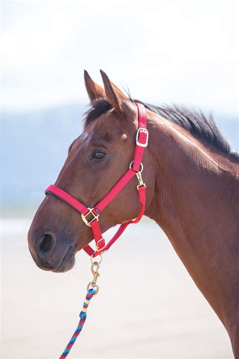 Topaz Nylon Headcollar Red Murray Direct