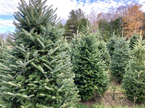 The Real Tree Christmas Tree Co Real Premium Fresh Cut Christmas Trees