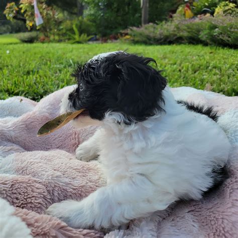 Pretty Parti Color Maltipoo Puppy Female Micheles Puppies And Paws