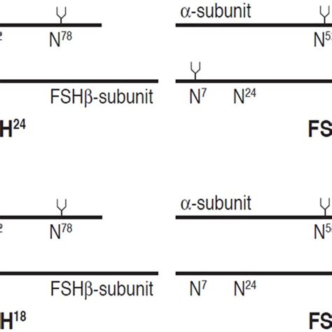 Fsh Glycoforms Result From Partial Glycosylation Of The Hfshβ Download Scientific Diagram