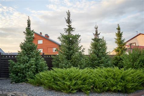 Spruce Landscaping Ideas Types And Care