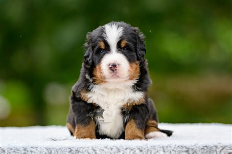 Berneński Pies Pasterski I Toy Rosyjski Hodowla Altura Zkwp Fci Bernese