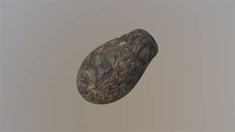 Question 1b Cactocrinus 3d Model By Systematic Paleontology Missouri Sandt Systematicpaleomst