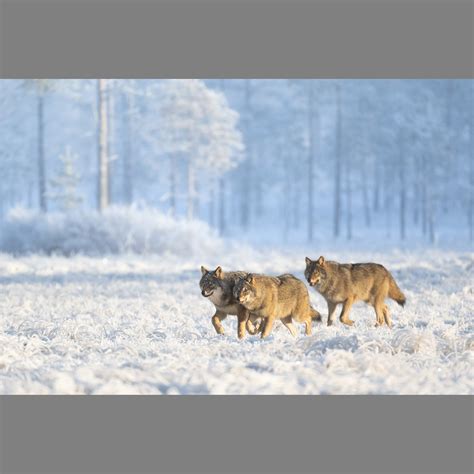 Winter Wolves