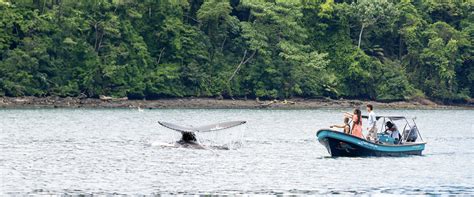 El Choco Paraíso De Biodiversidad Y Cultura Viaja Colombia