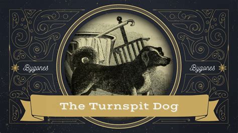 An Extinct English Dog Breed The Turnspit Dog 16th Century Youtube