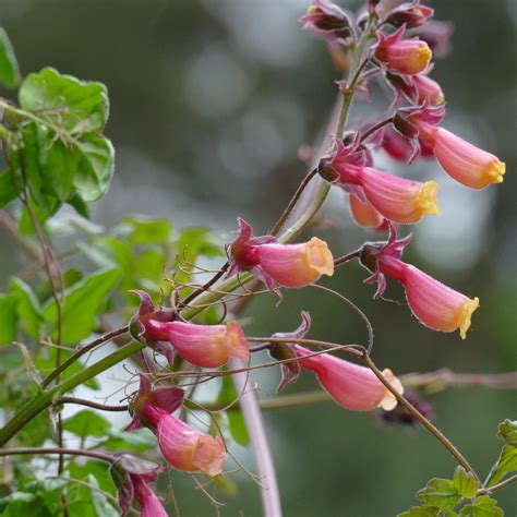 Эккремокарпус шероховатый Eccremocarpus Scaber Picturethis