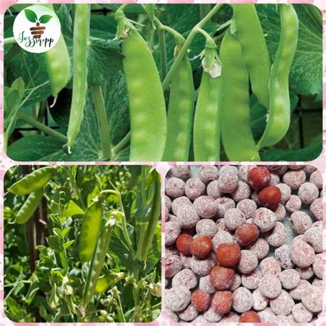 Sitsaro Seeds High Germination Rate Seeds For Planting Shopee Philippines