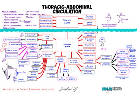 Arteries Of The Thorax And Abdomen Flow Chart 1 Atf Pdf