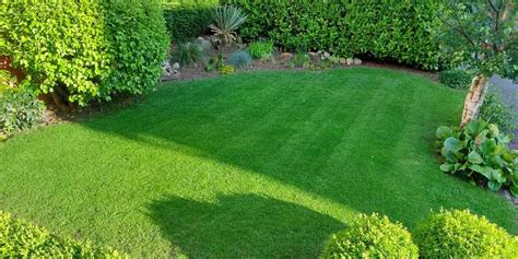 Best Looking Grass The Best Types Of Lawn Grass In The Uk Sims