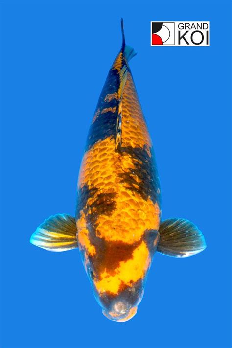 Kage Ki Utsuri Grand Koi Llc