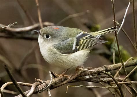 Ruby Crowned Kinglet Range