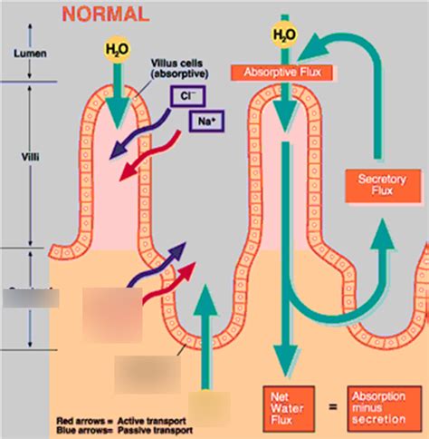 Small Intestine Absorption Diagram Quizlet