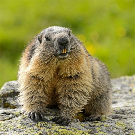 Marmot Day February 2 2027 National Today